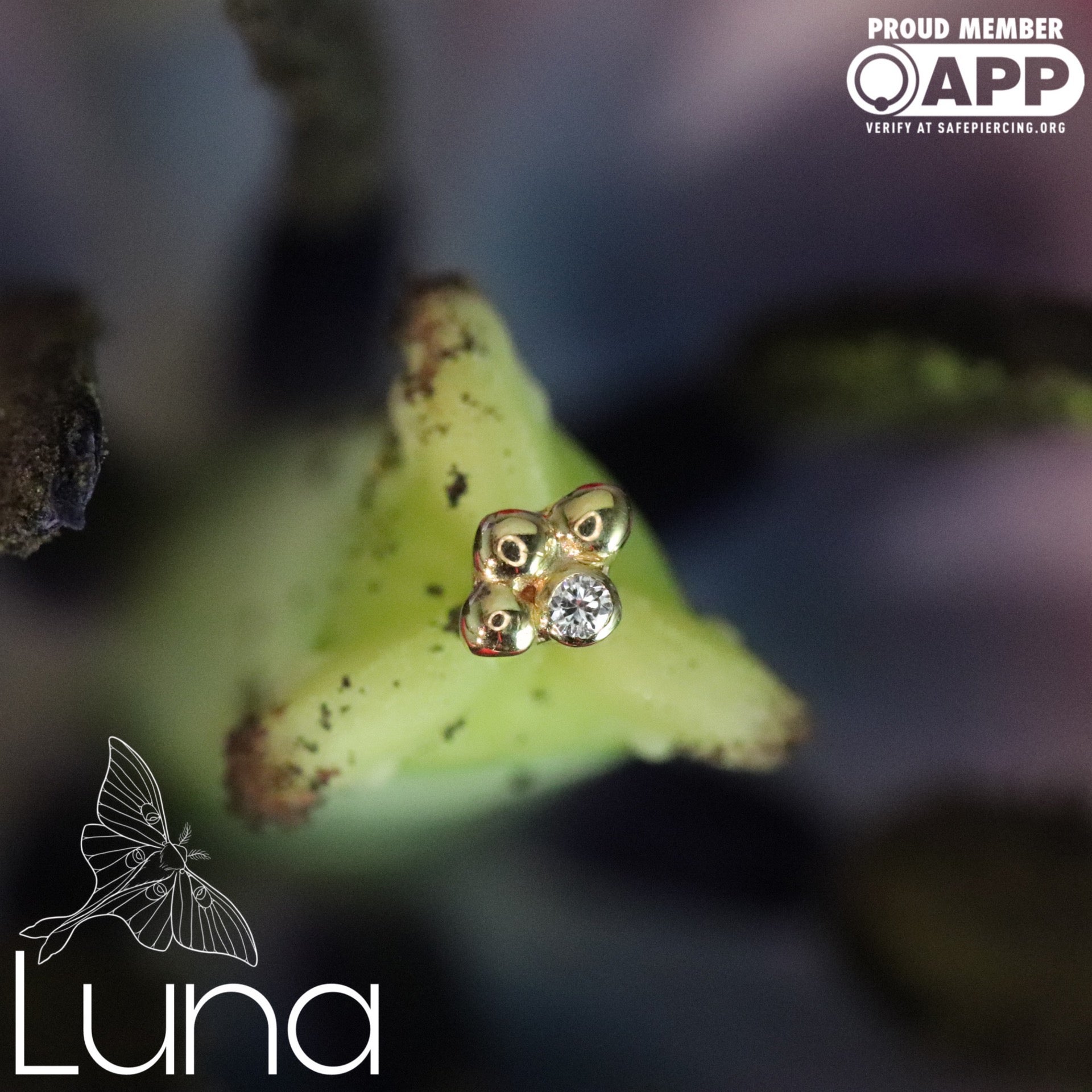 Little Secret (Four Bead) End Threadless / Pupil Hall | Luna Piercing ...